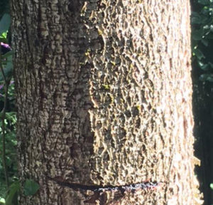 japanese-urushi-tree - Traditional Kintsugi Shop: Kintsugi By Myriam greff