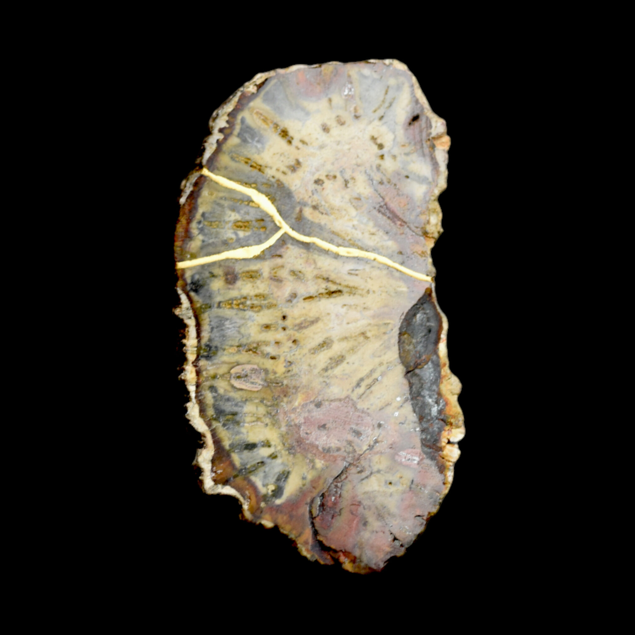 fossilized wood - Pure gold Kintsugi